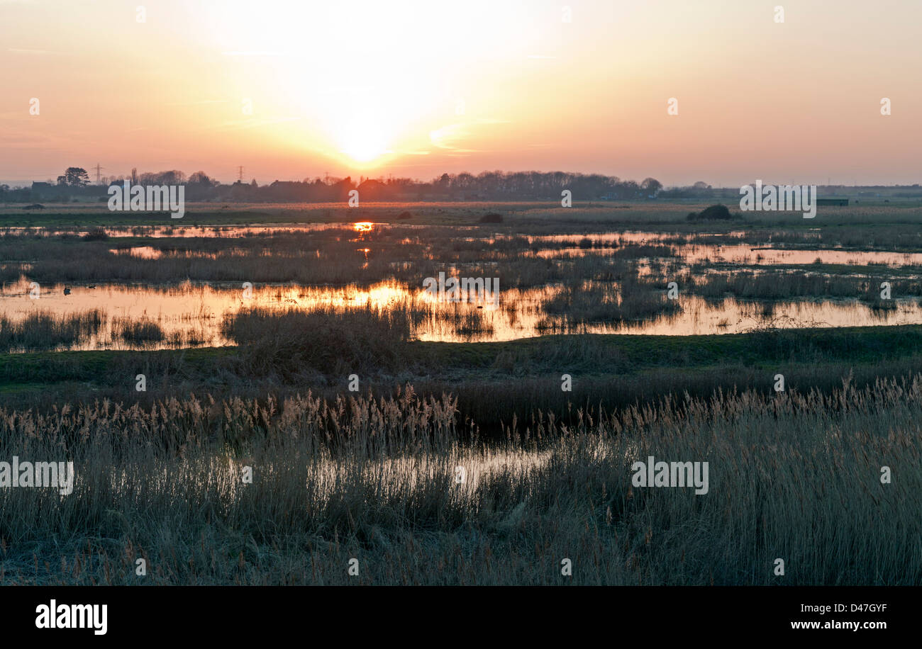 Bird sunset marshes wetland hi-res stock photography and images - Alamy