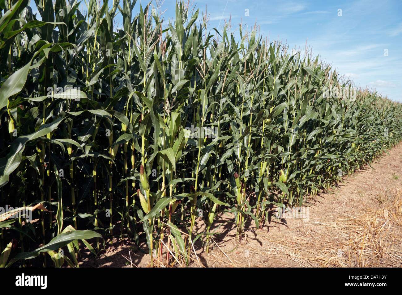 Corn stalks tassels hi-res stock photography and images - Alamy