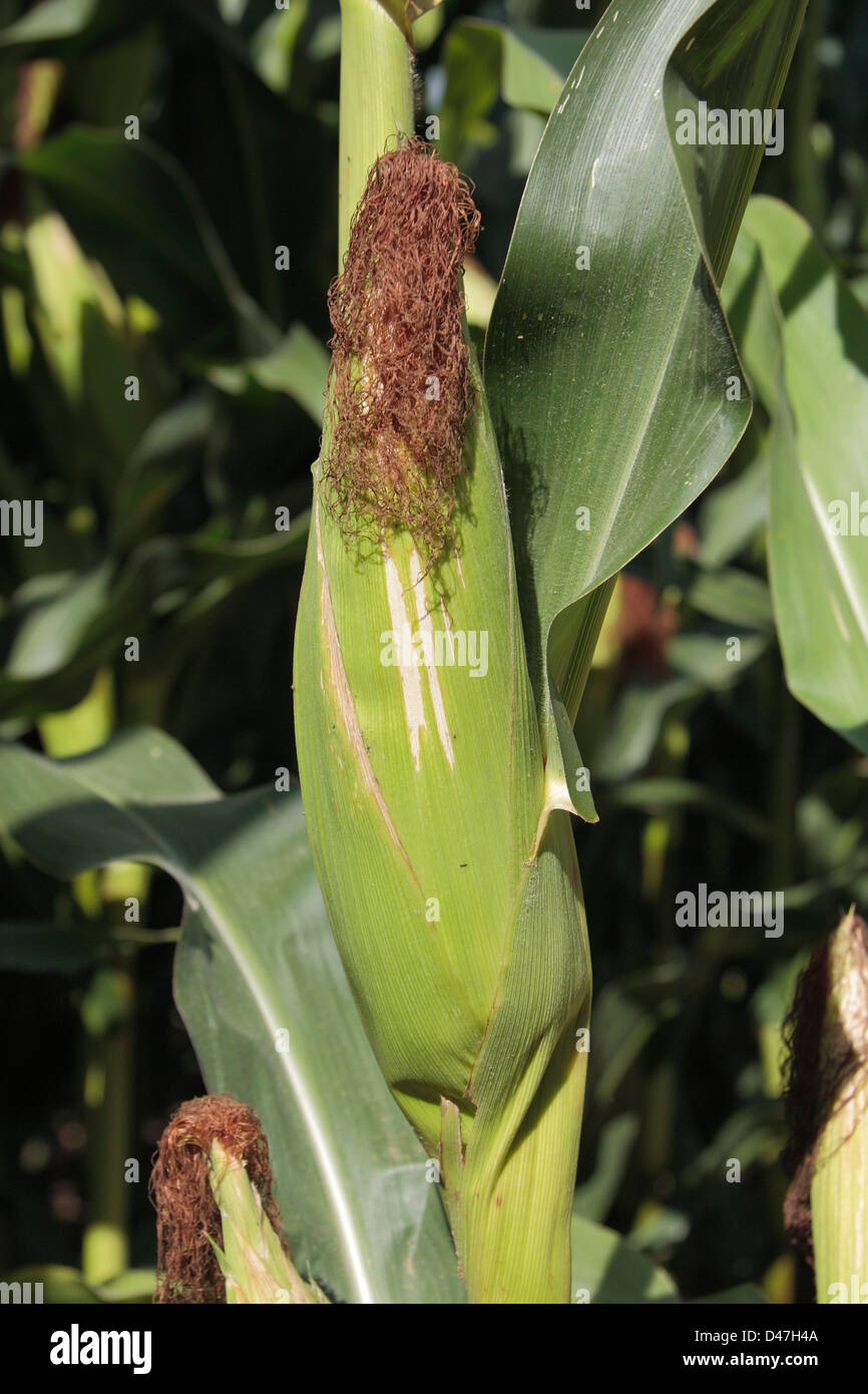 Maize flower hi-res stock photography and images - Alamy