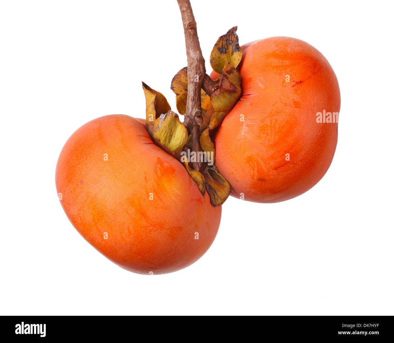 Fruits hanging from a tree hi-res stock photography and images - Alamy