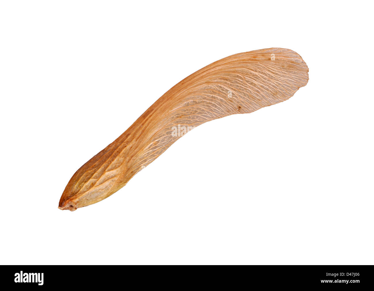 Samara tree Cut Out Stock Images & Pictures - Alamy