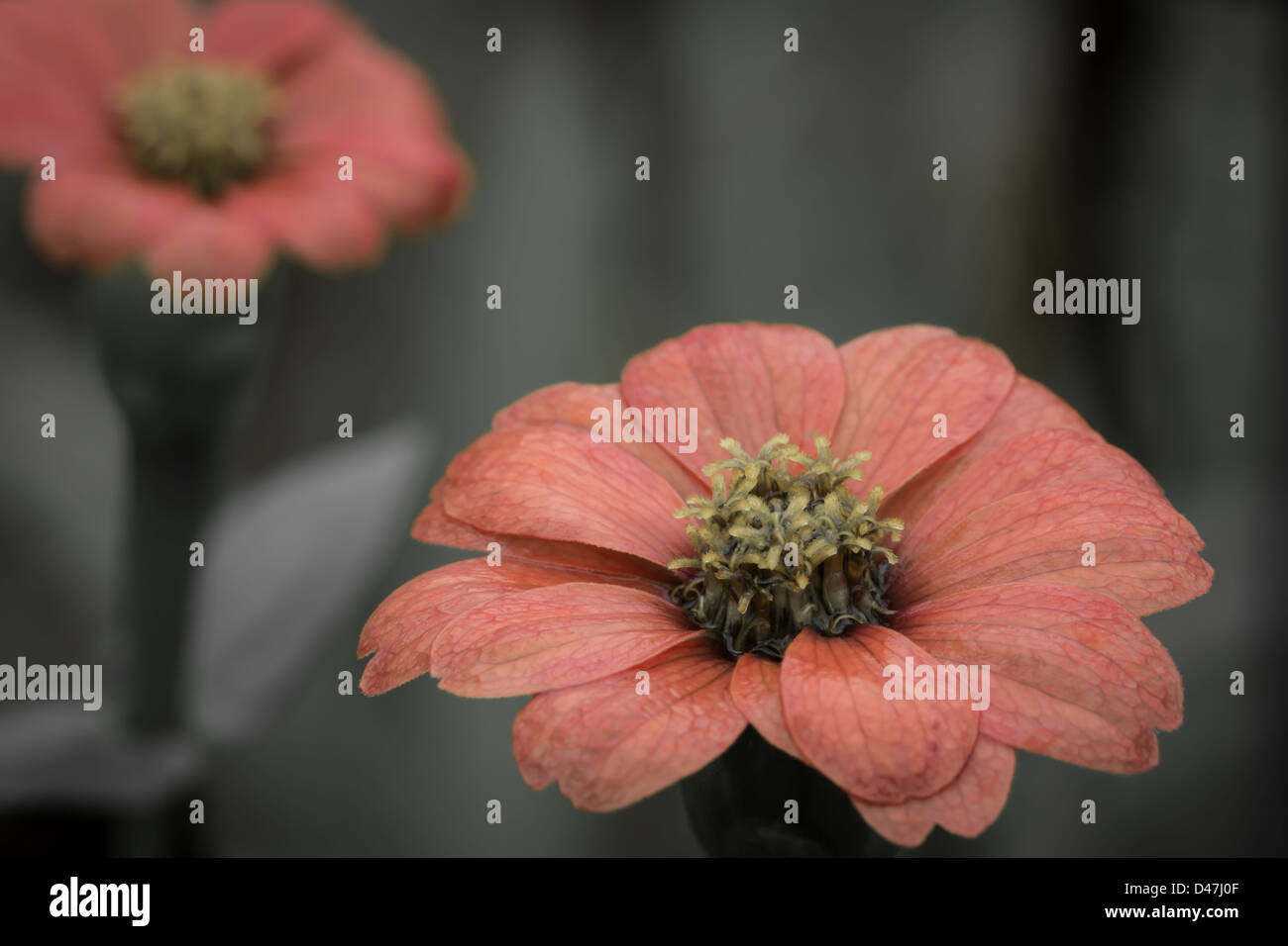Closeup of a red wildflower, photo has been de-saturated in other color ...