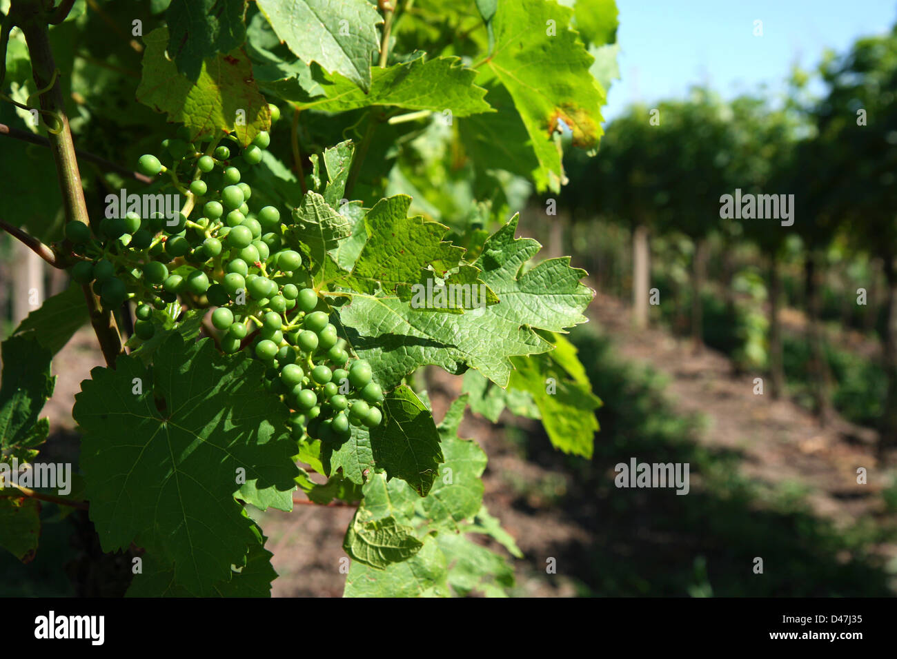 Grapes on plant hi-res stock photography and images - Alamy