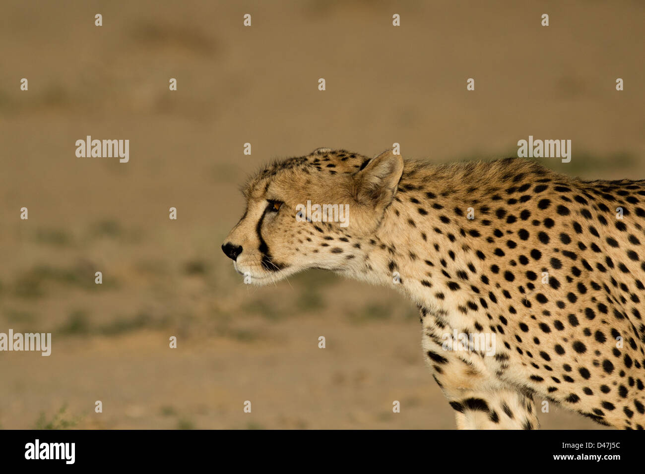 A Kalahari Cheetah on the hunt, striding through the dry Nossob ...