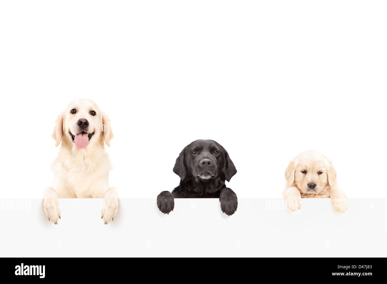 Three dogs posing behind a blank panel, isolated on white background ...