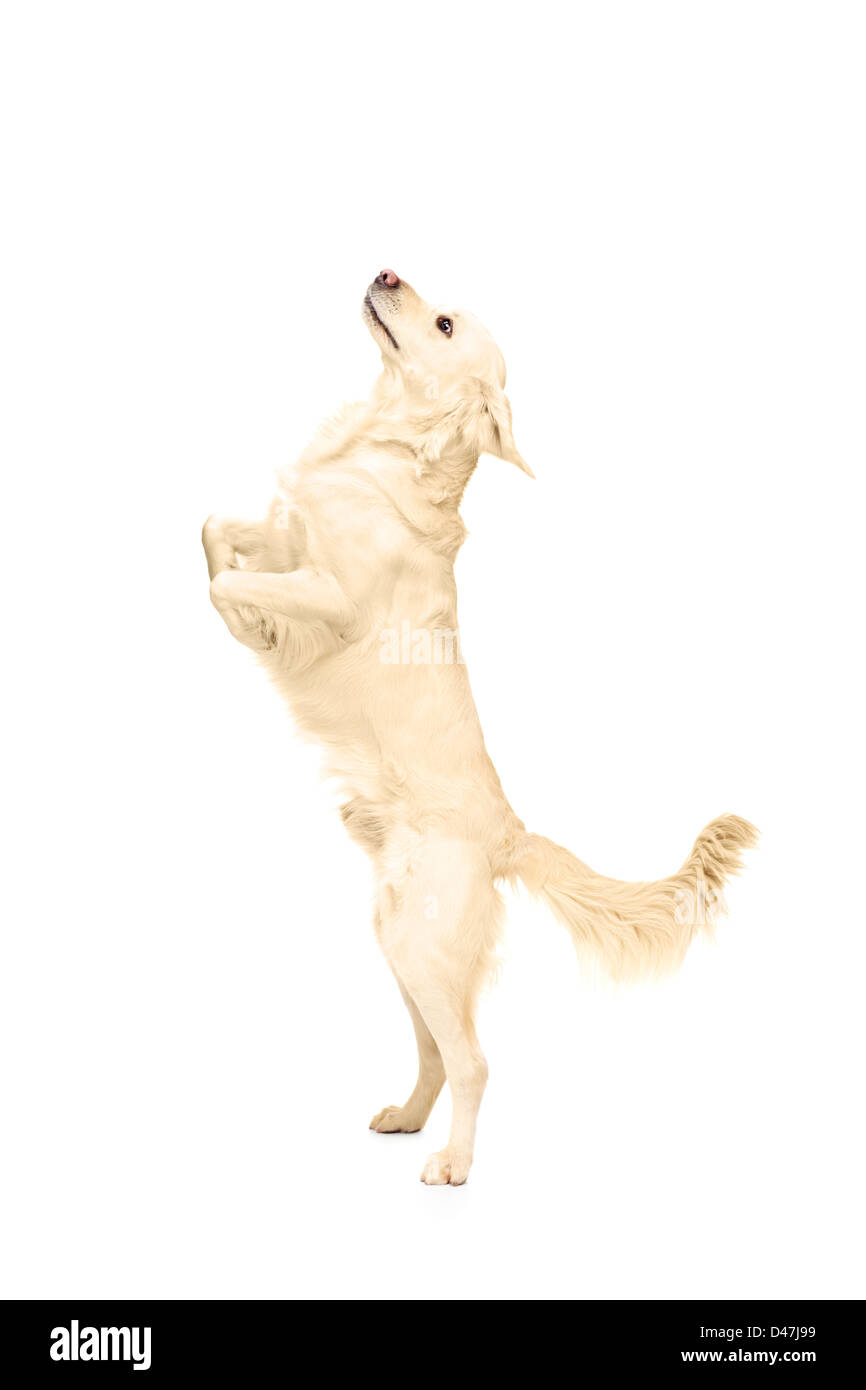 White retriever dog standing upright on his legs isolated on white ...