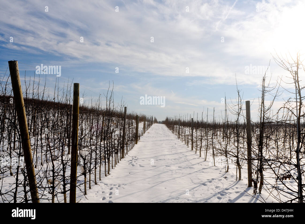 Tall spindle apple tree with wire guide in orchard in the winter ...