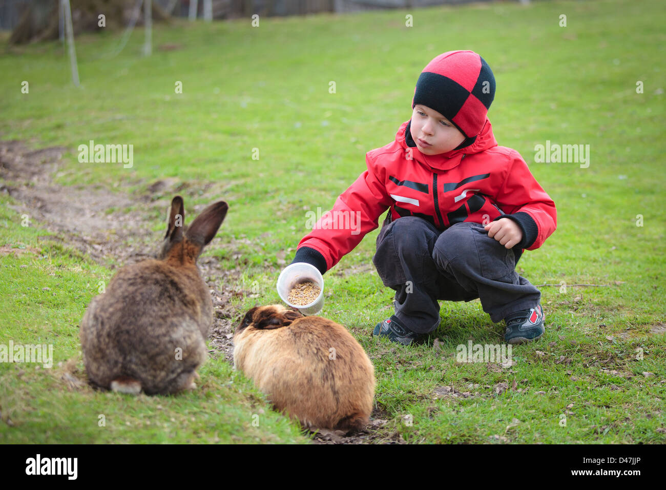 Little boy feed a rabbit in farm Stock Photo - Alamy