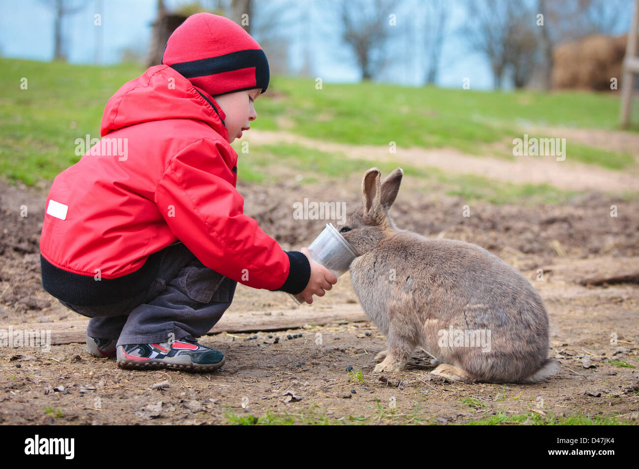 Little boy feed a rabbit in farm Stock Photo - Alamy