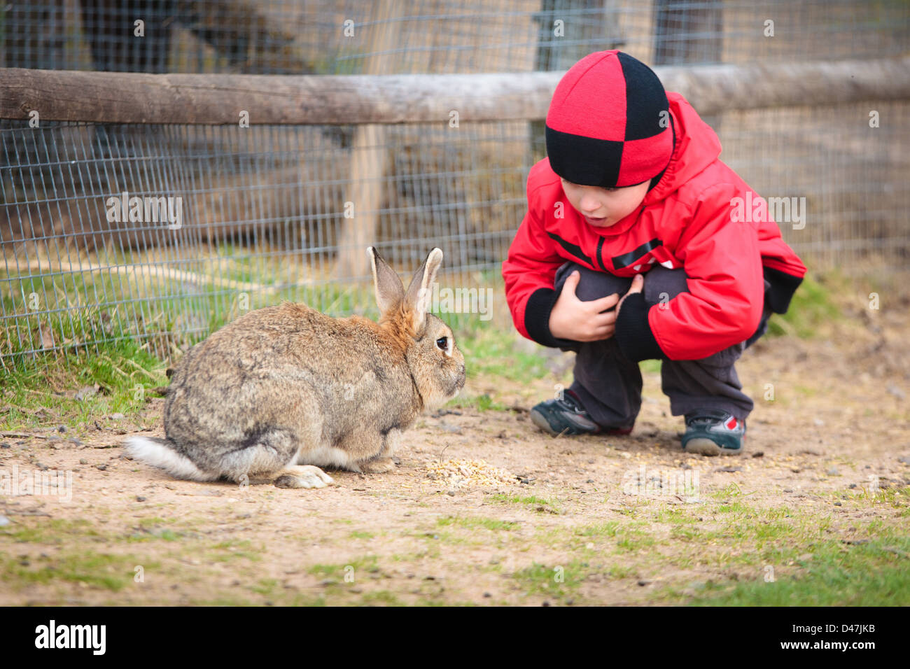 Little boy play with a rabbit Stock Photo - Alamy