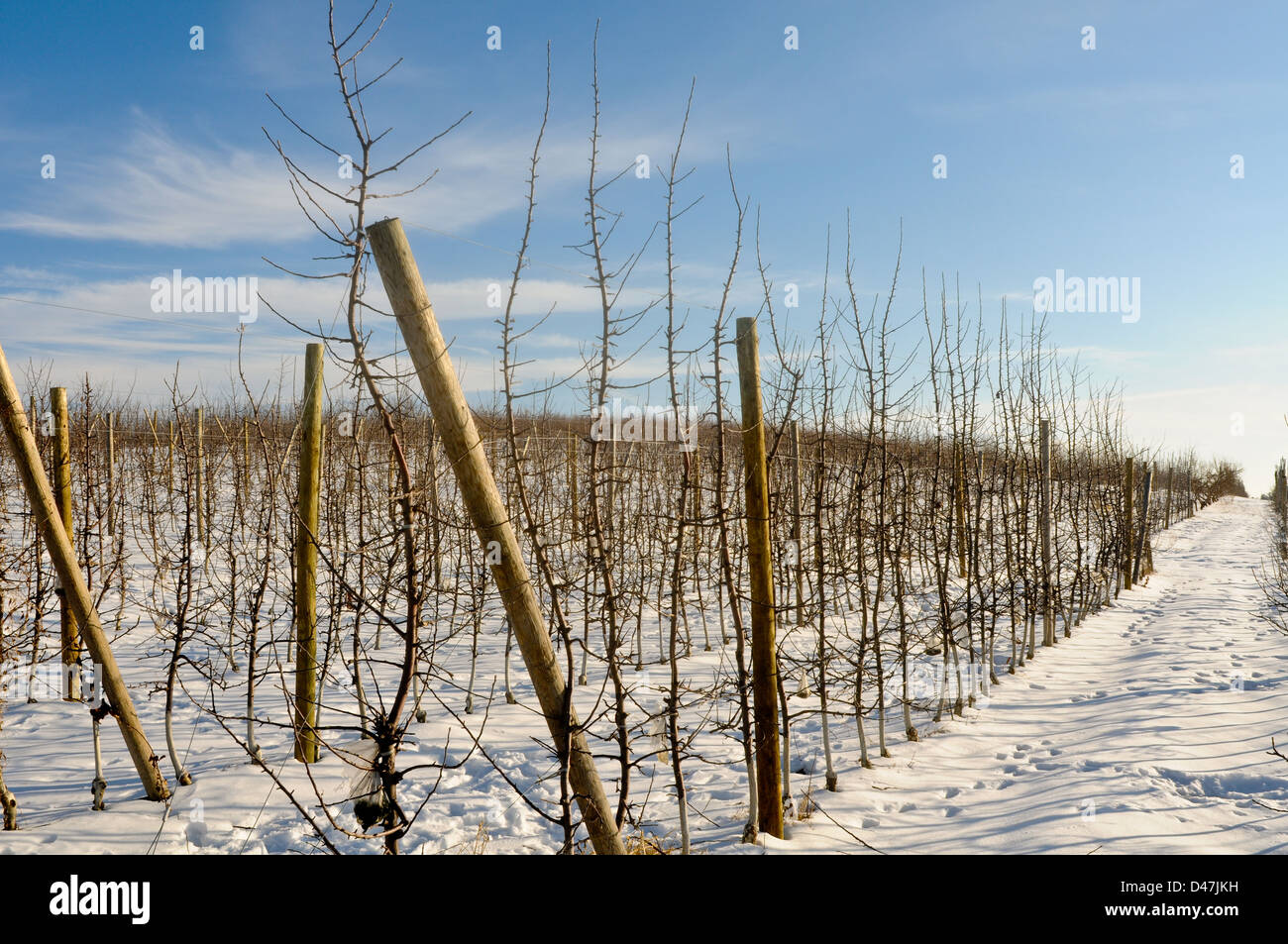 Tall spindle apple tree in hi-res stock photography and images - Alamy
