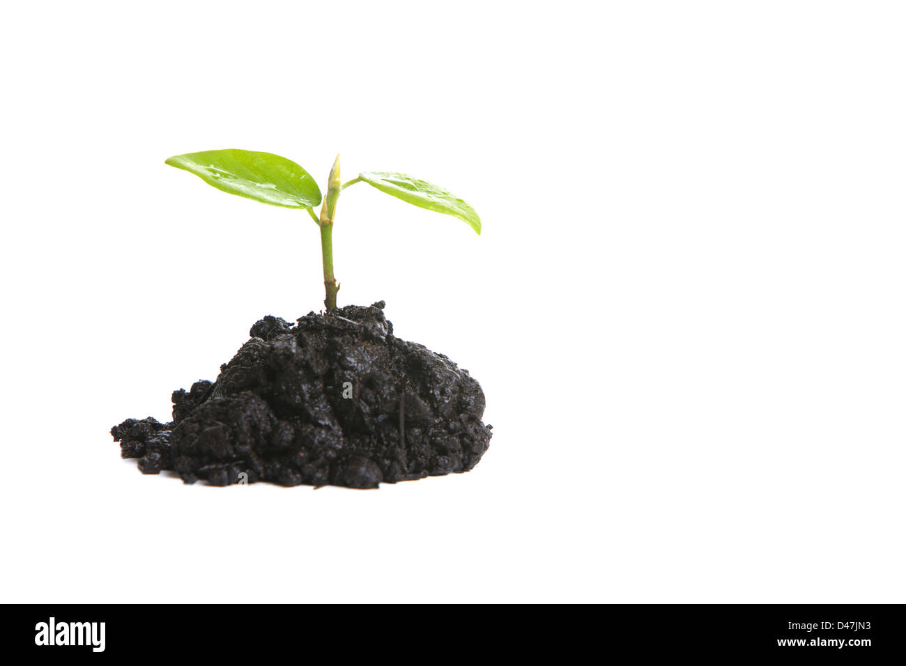 Small sprout isolated on white Stock Photo - Alamy