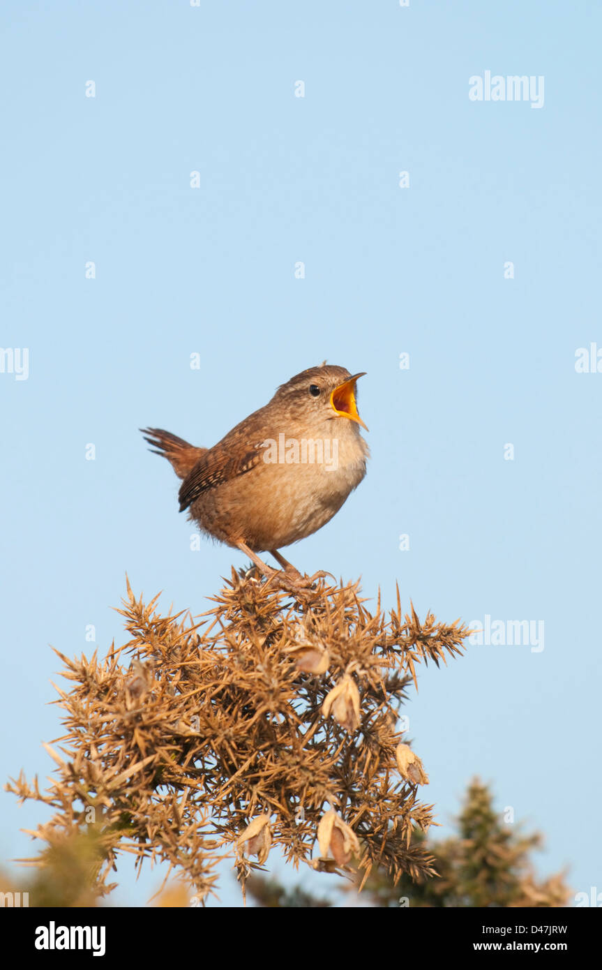 A wren perched on a gorse bush sings loudly while facing the morning ...
