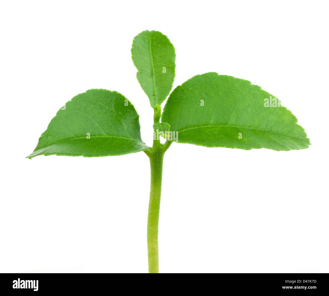 Small orange tree hi-res stock photography and images - Alamy