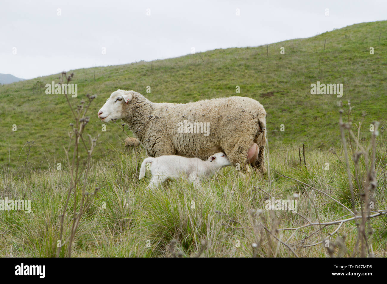 Nursing sheep hi-res stock photography and images - Alamy