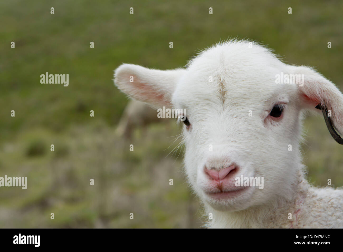A newborn lamb Stock Photo - Alamy