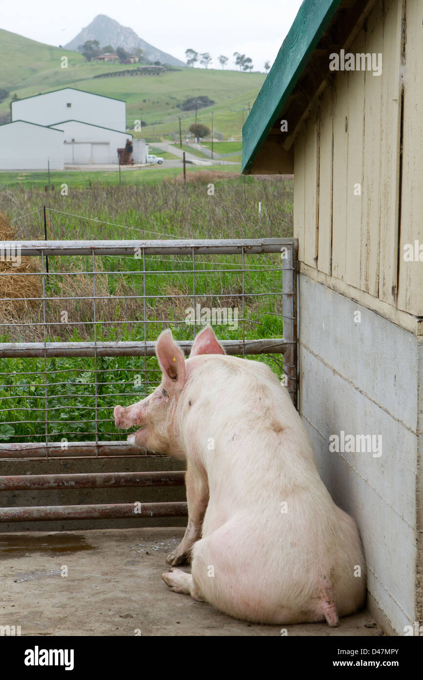 Pig pen hi-res stock photography and images - Alamy