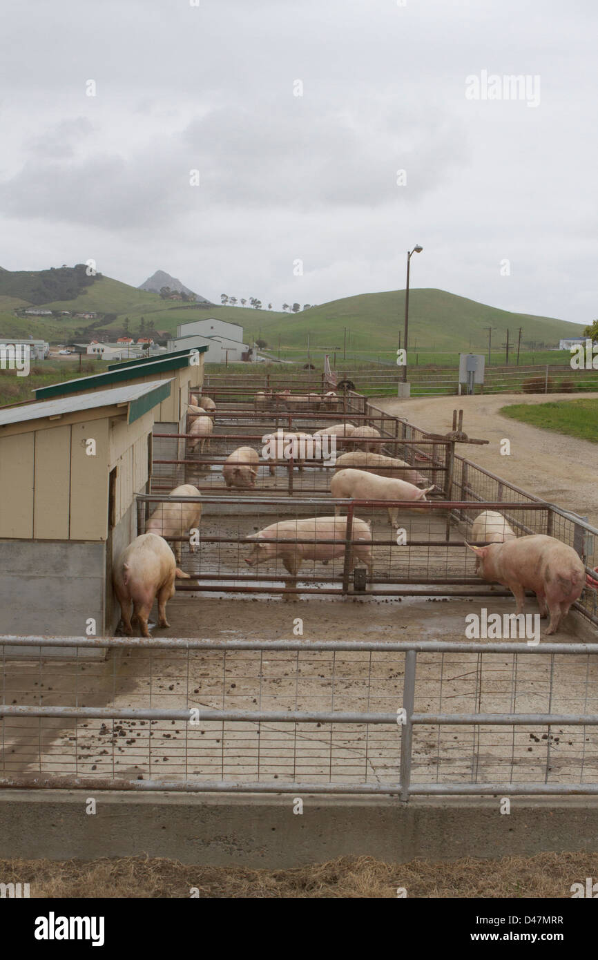 Hog pens hi-res stock photography and images - Alamy