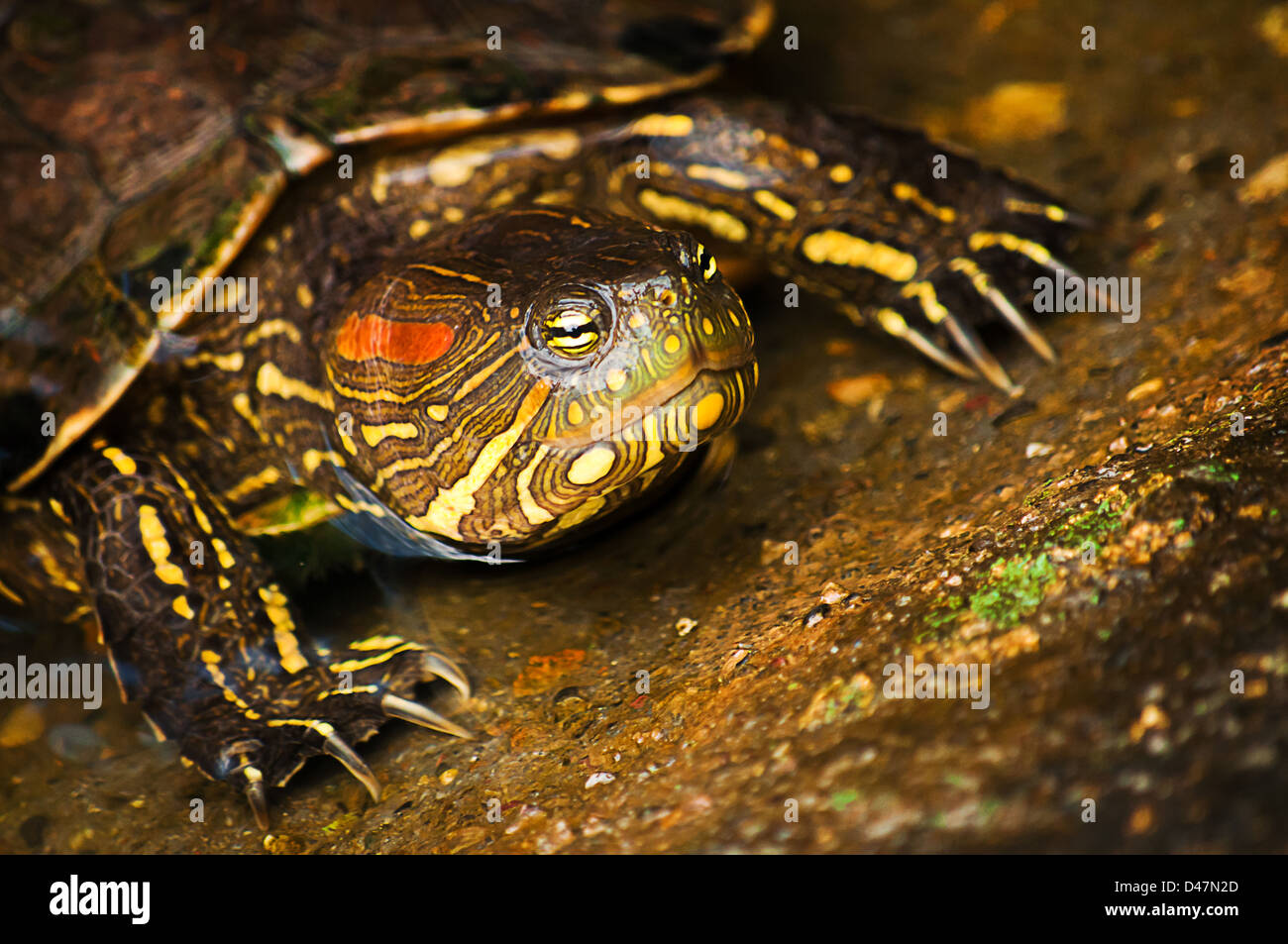 Slider turtle hi-res stock photography and images - Alamy