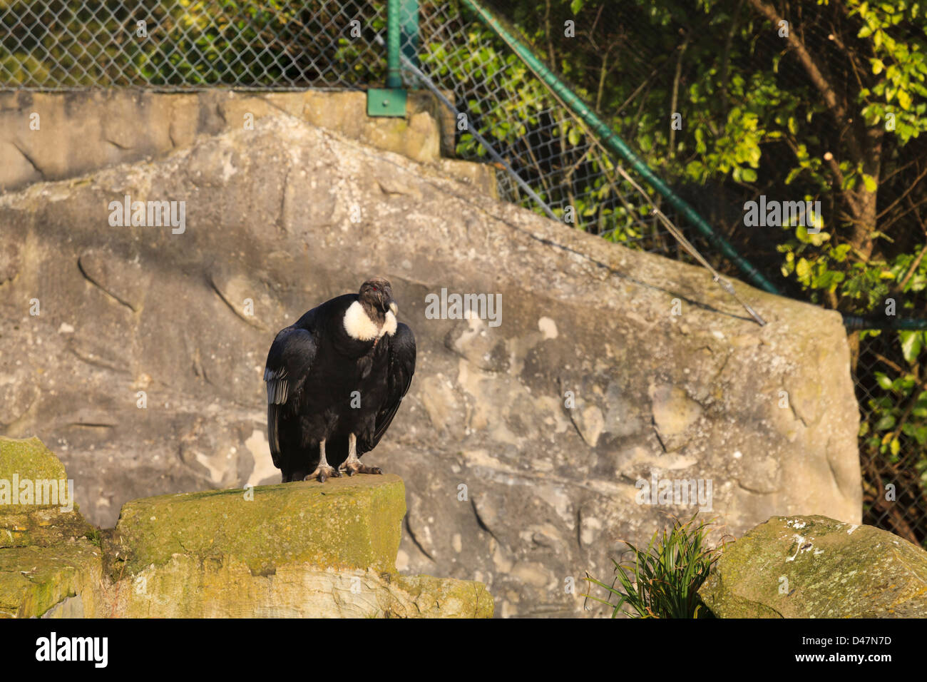 An Andean Condor at Chester Zoo Stock Photo - Alamy