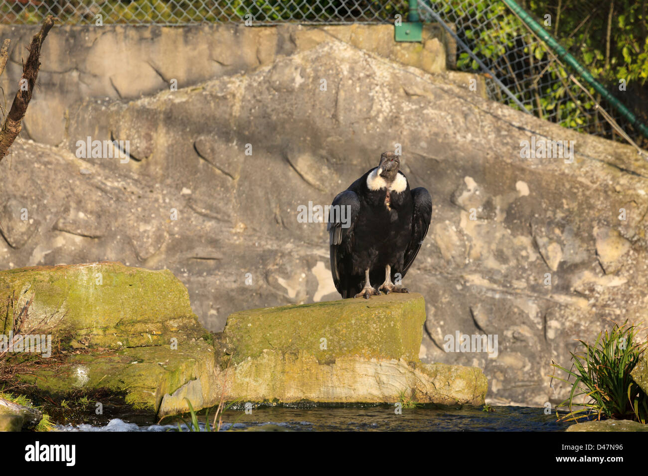 Condor zoo hi-res stock photography and images - Alamy