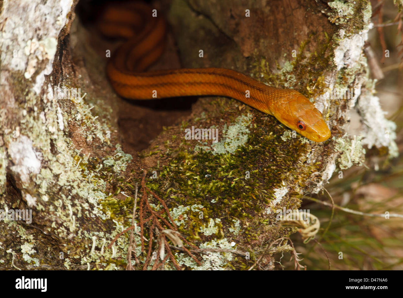 RAT SNAKE EMERGING FROM TREE HOLE Stock Photo - Alamy