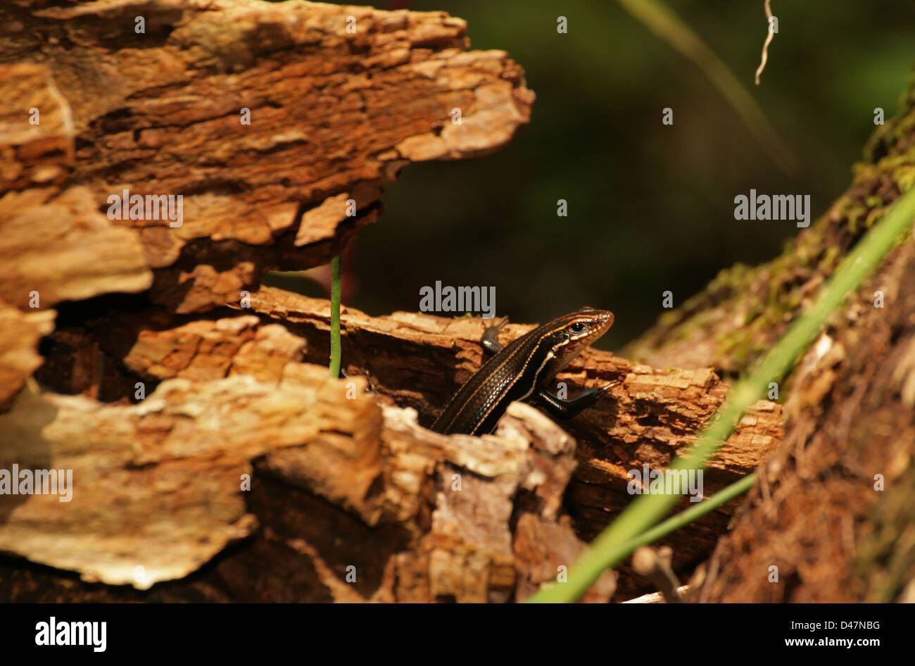 Skink reptile hi-res stock photography and images - Alamy