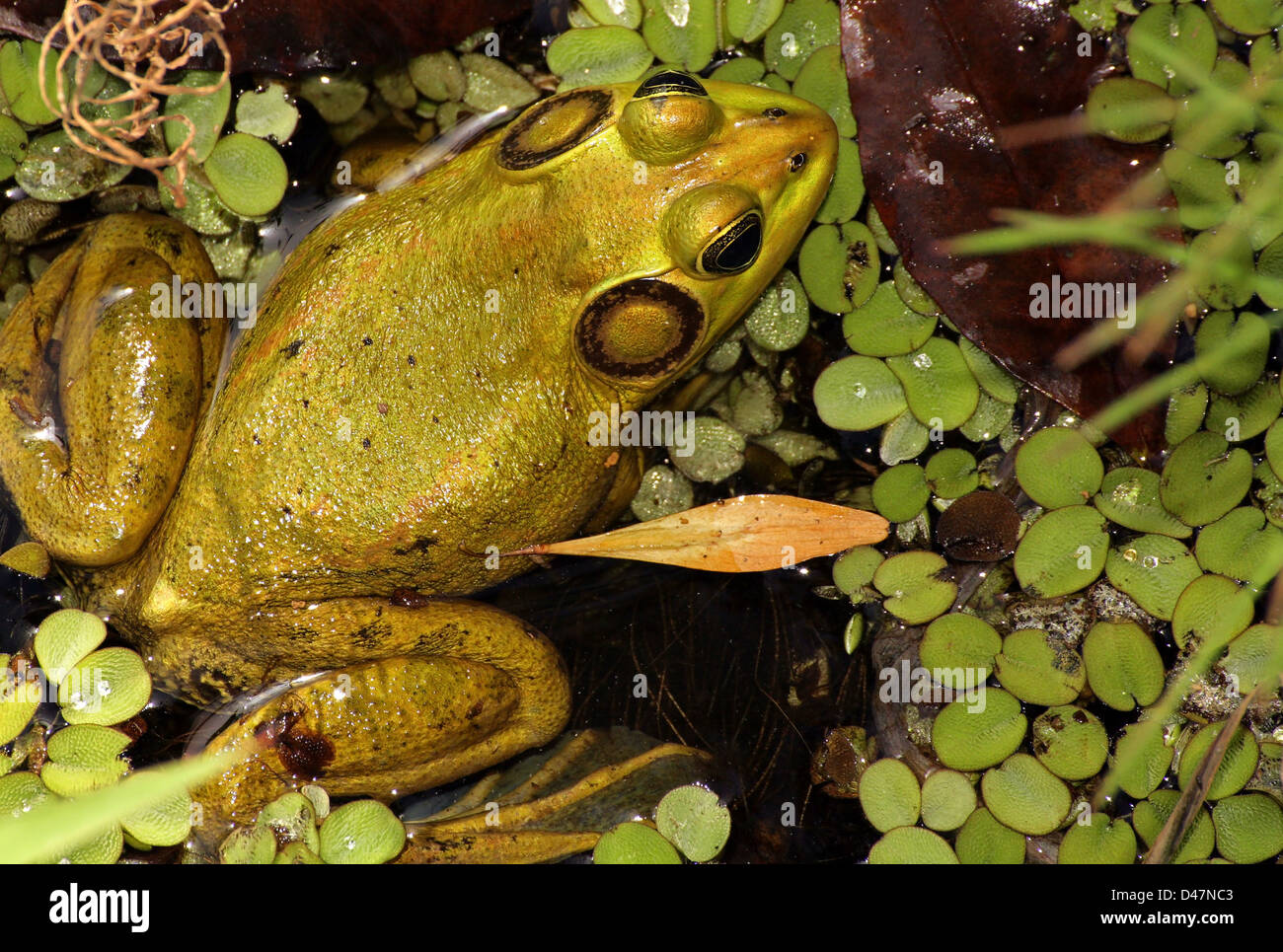 Swamp Frogs