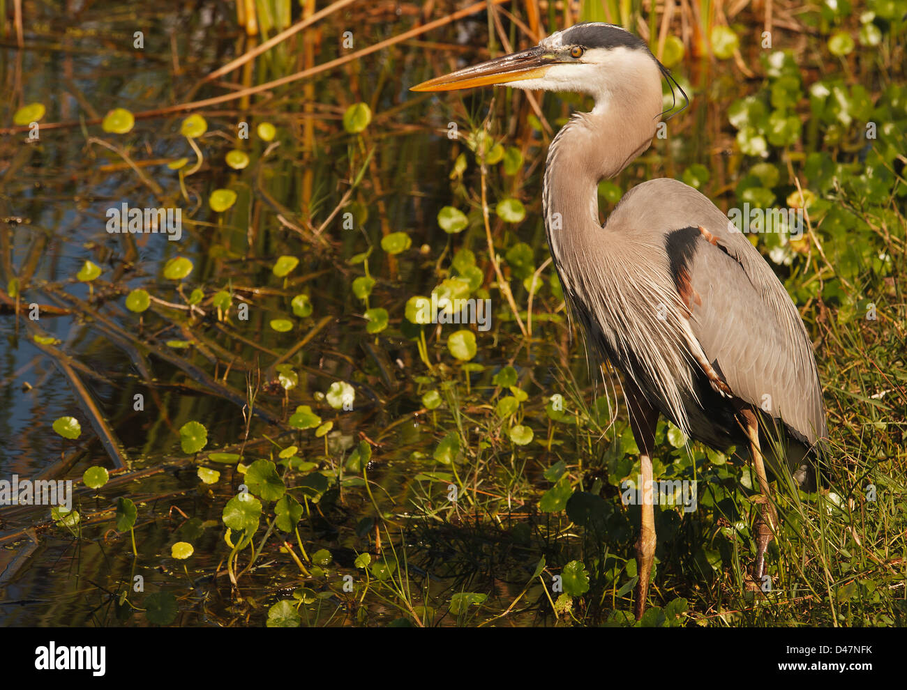 GREAT BLUE HERON AT POND Stock Photo - Alamy