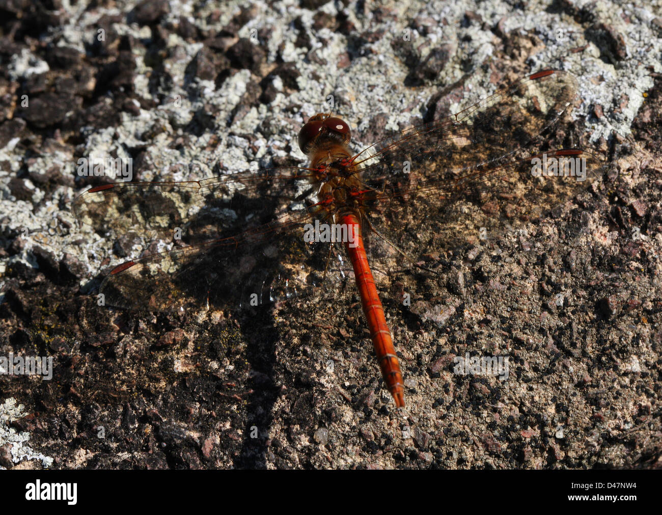 Anisoptera odonata hi-res stock photography and images - Alamy