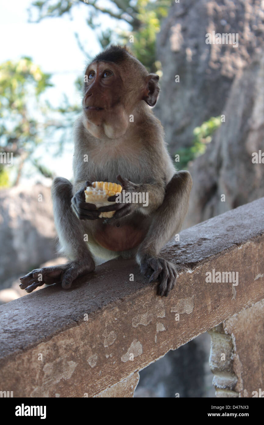 Cheek monkey hi-res stock photography and images - Alamy