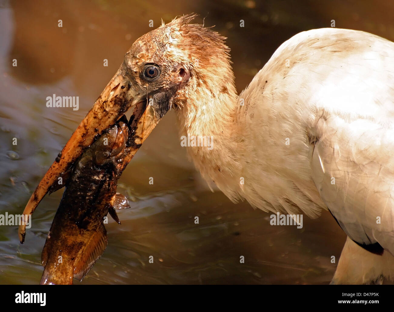 Stork fishing hi-res stock photography and images - Alamy