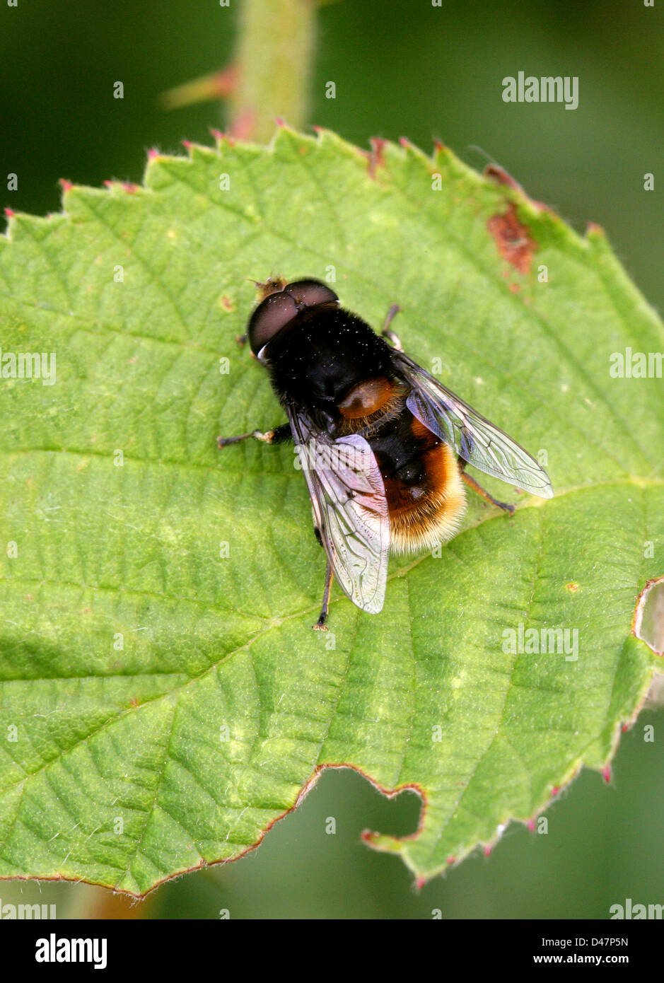 Hoverfly, Volucella Bombylans, Syrphidae, Diptera. A Mimic of the Red ...