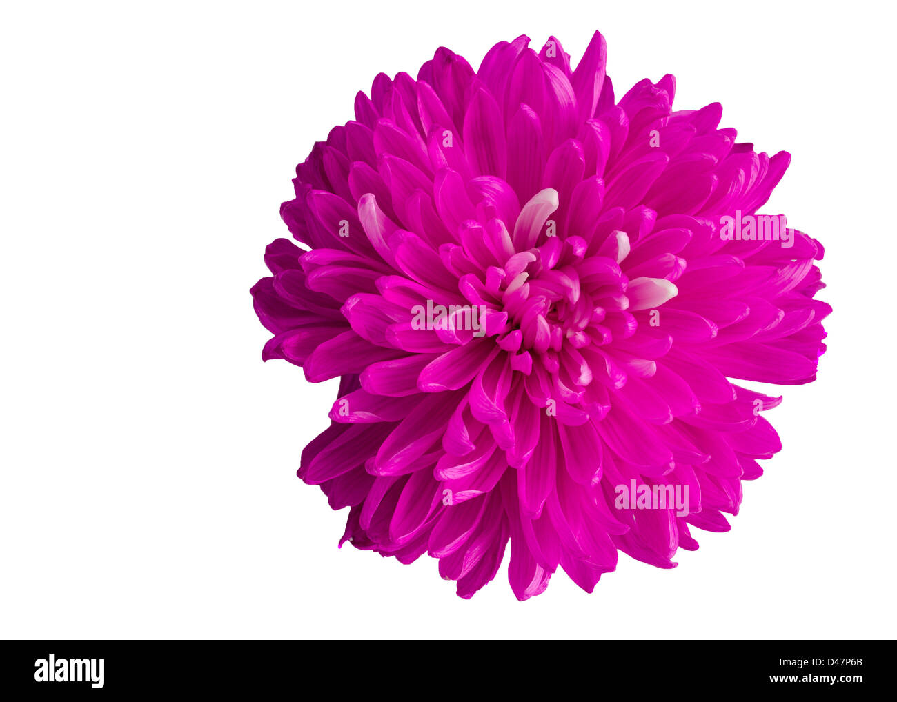 single bright pink dahlia flower blossom isolates on white background ...