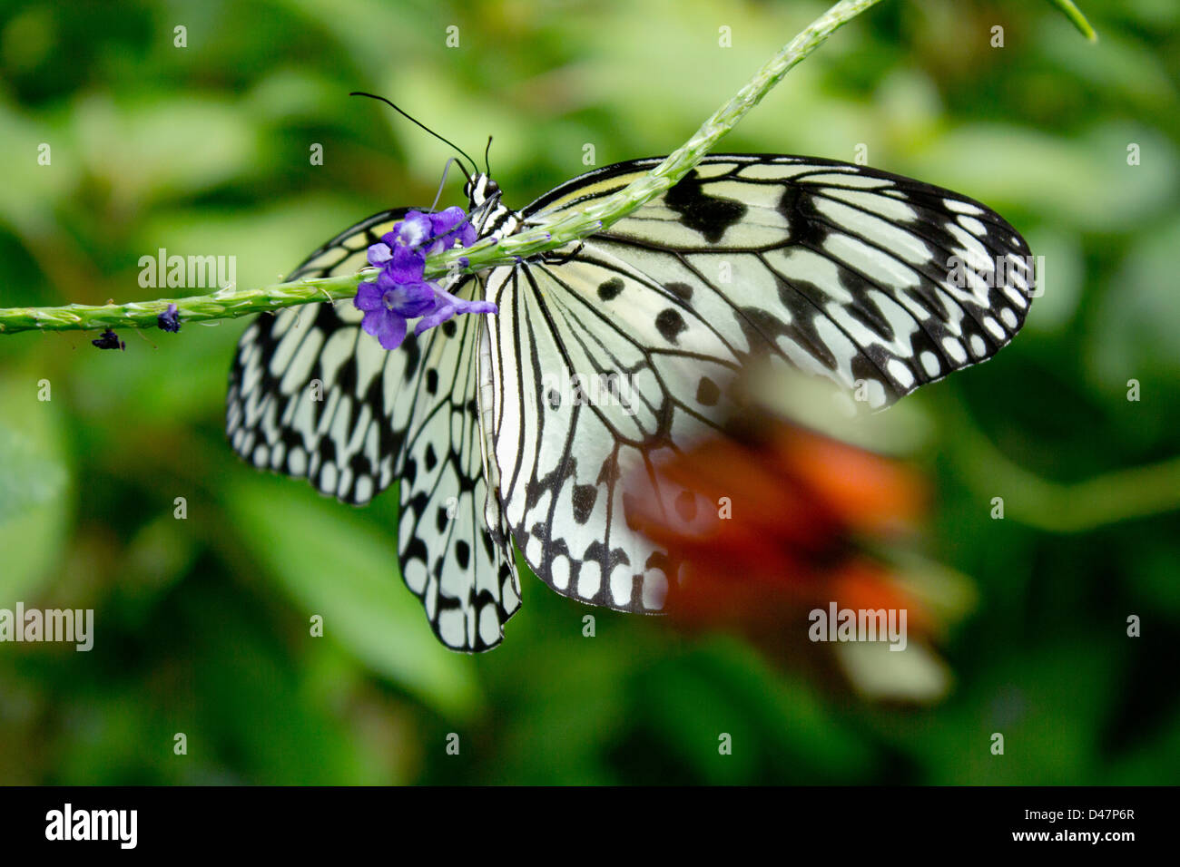 Black & white butterfly poised on a frond Stock Photo - Alamy