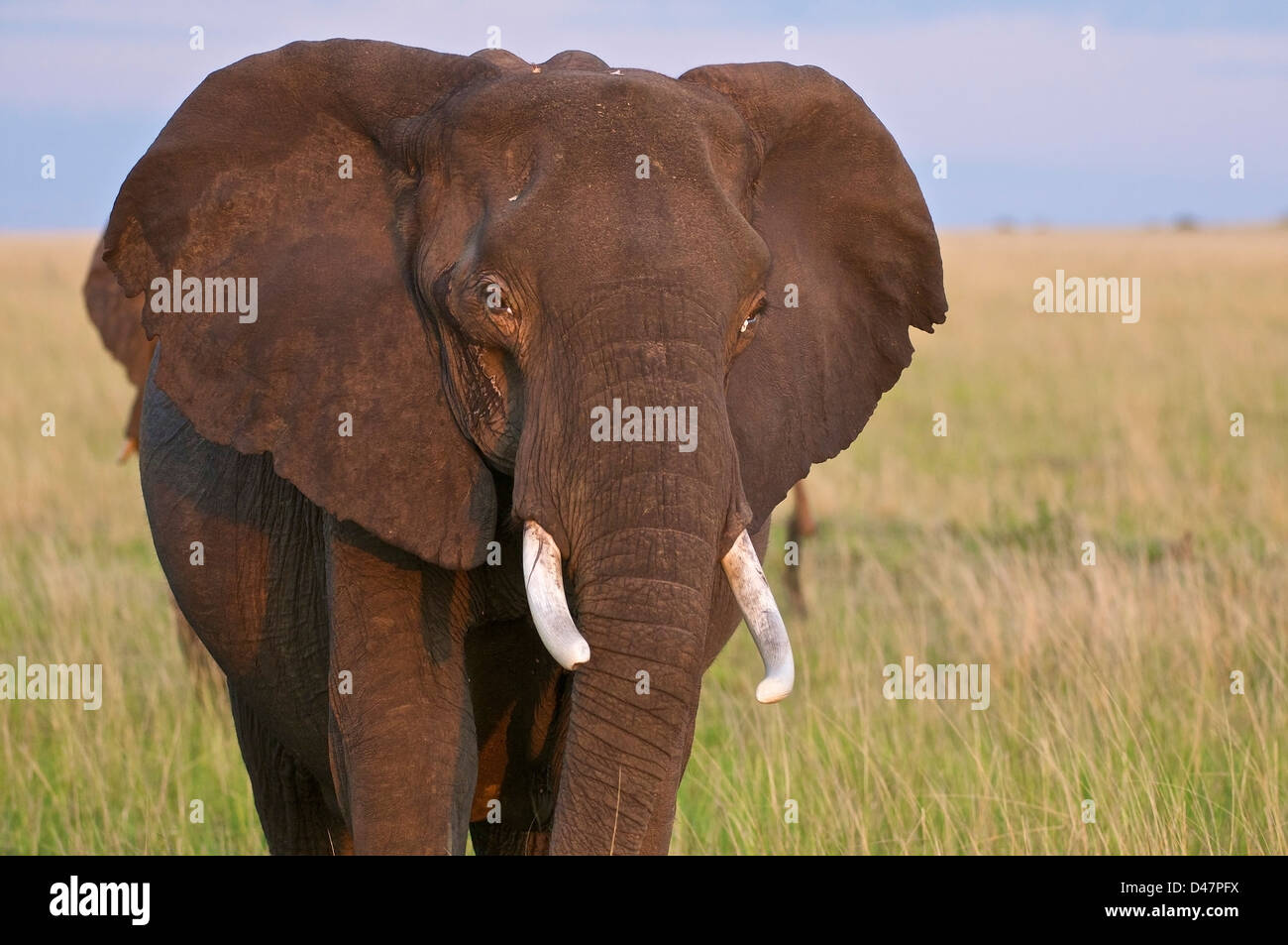 Male elephant hi-res stock photography and images - Alamy
