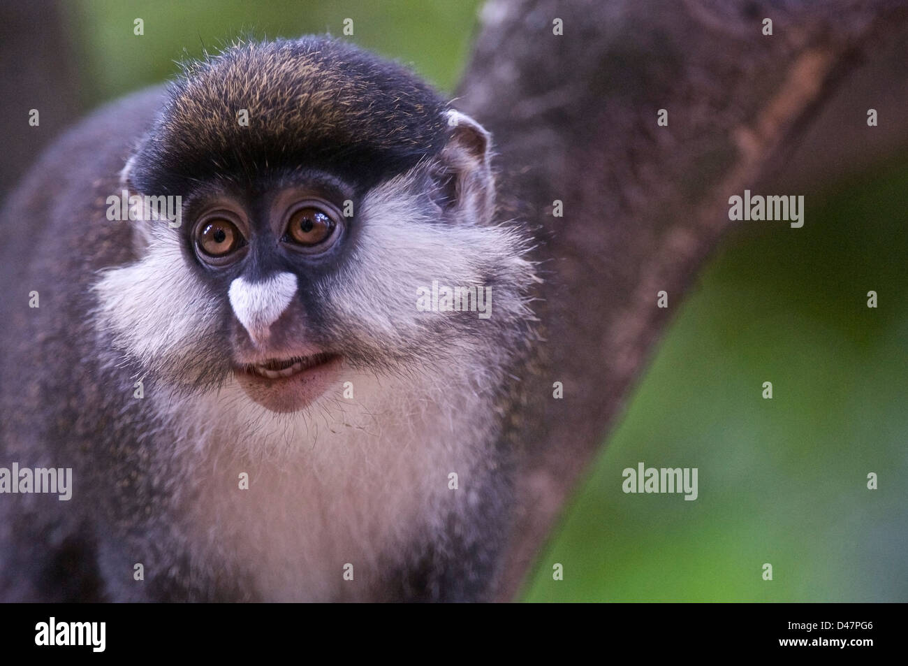 Red-Tailed Monkey, Cercopithecus ascanius Stock Photo - Alamy