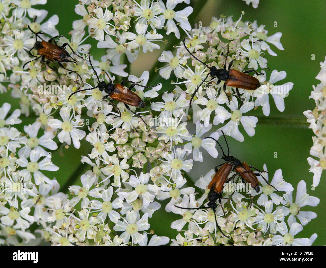 Longhorn Beetles, Pseudovadonia livida, Lepturinae, Cerambycidae. Mass ...