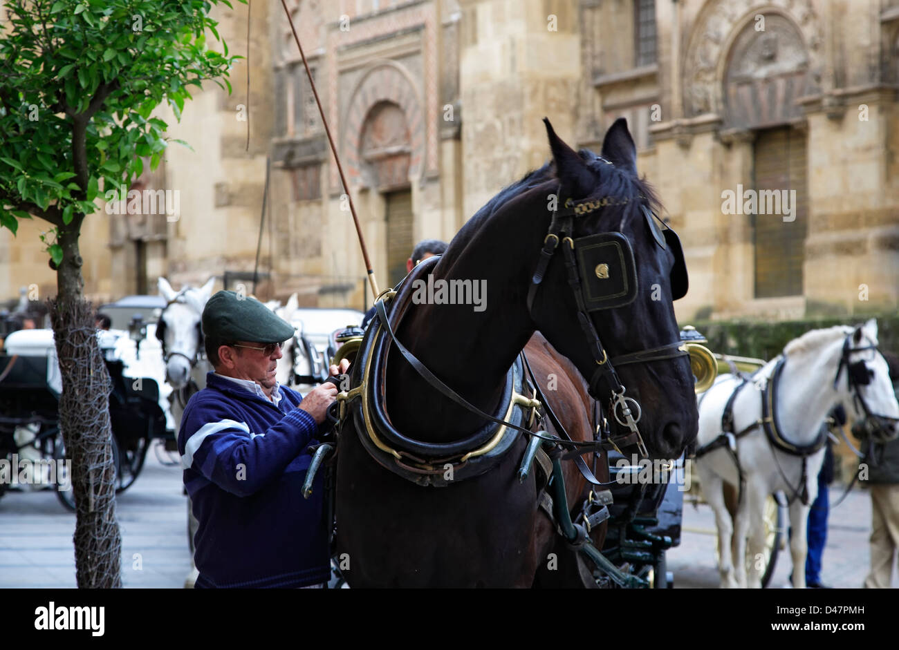 Man drawn carriage hi-res stock photography and images - Alamy