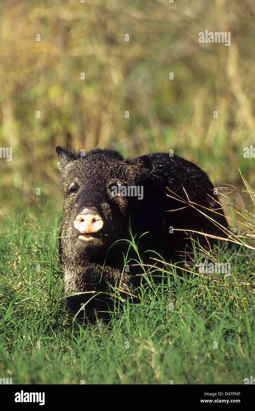 Female javelina hi-res stock photography and images - Alamy