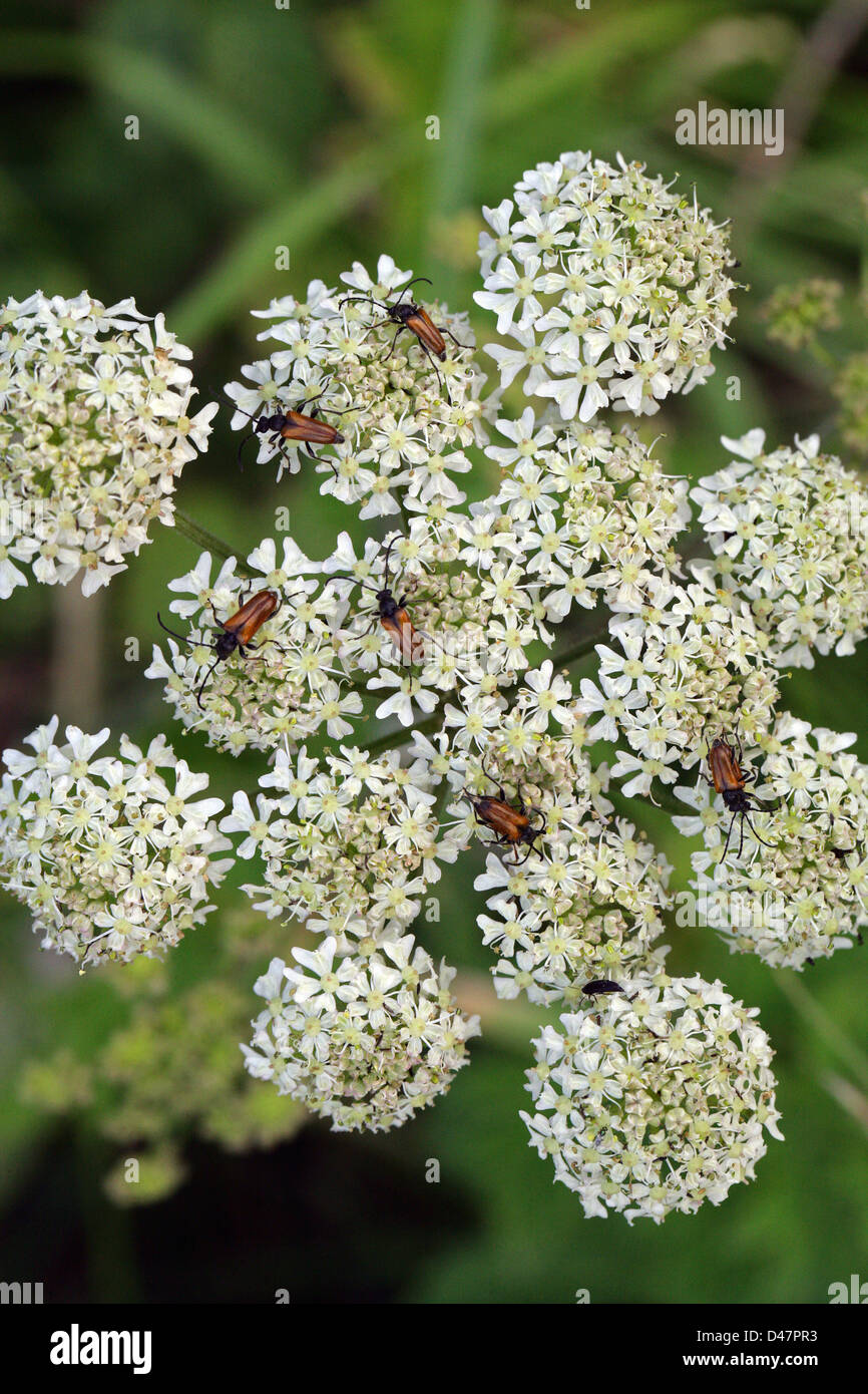 Longhorn Beetles, Pseudovadonia livida, Lepturinae, Cerambycidae. Mass ...