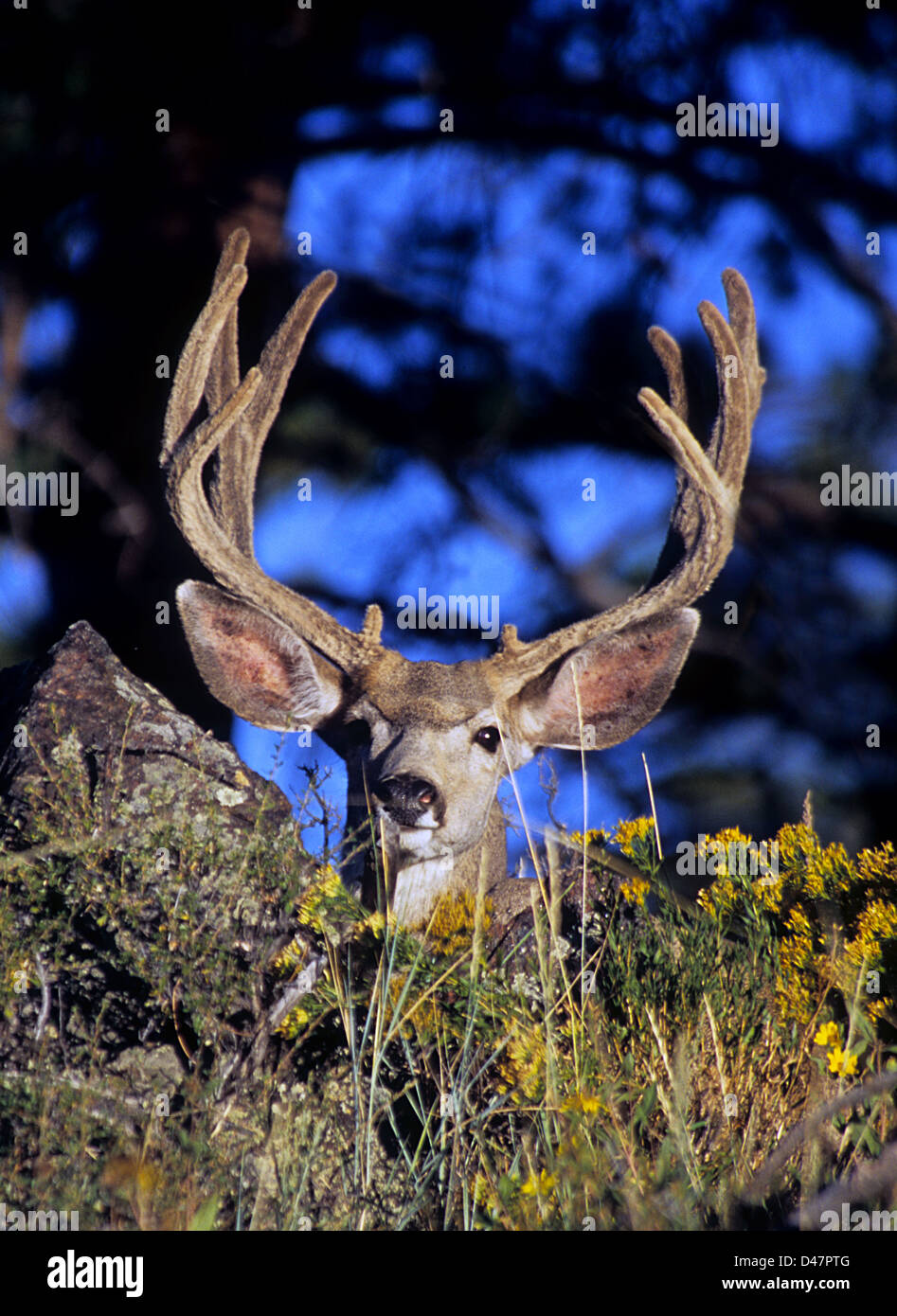 Mule deer buck (Odocoileus hemionus) in velvet near Estes Park Colorado ...
