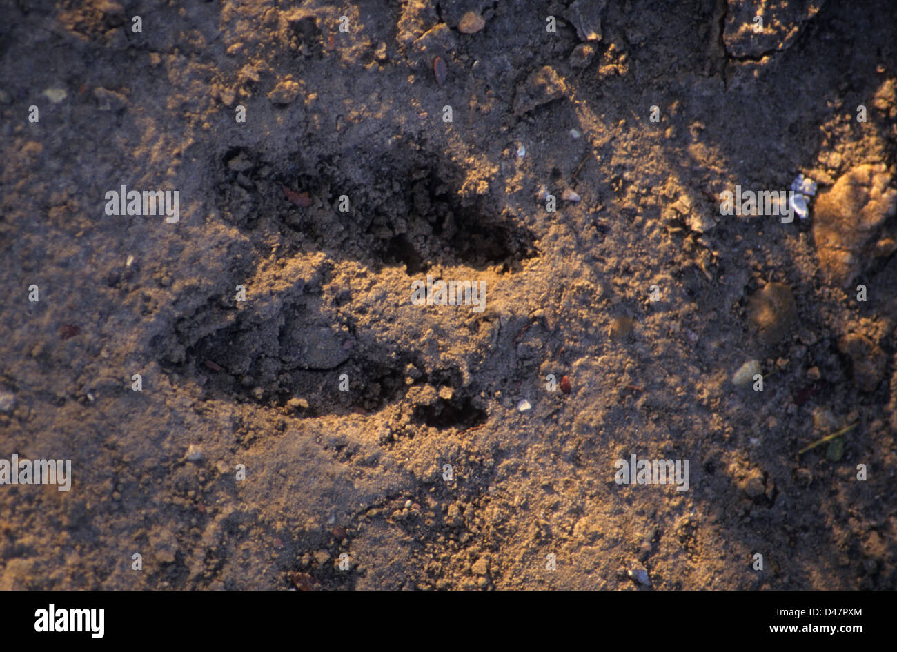 Whitetail deer (Odocoileus virginianus) track in sand Stock Photo - Alamy