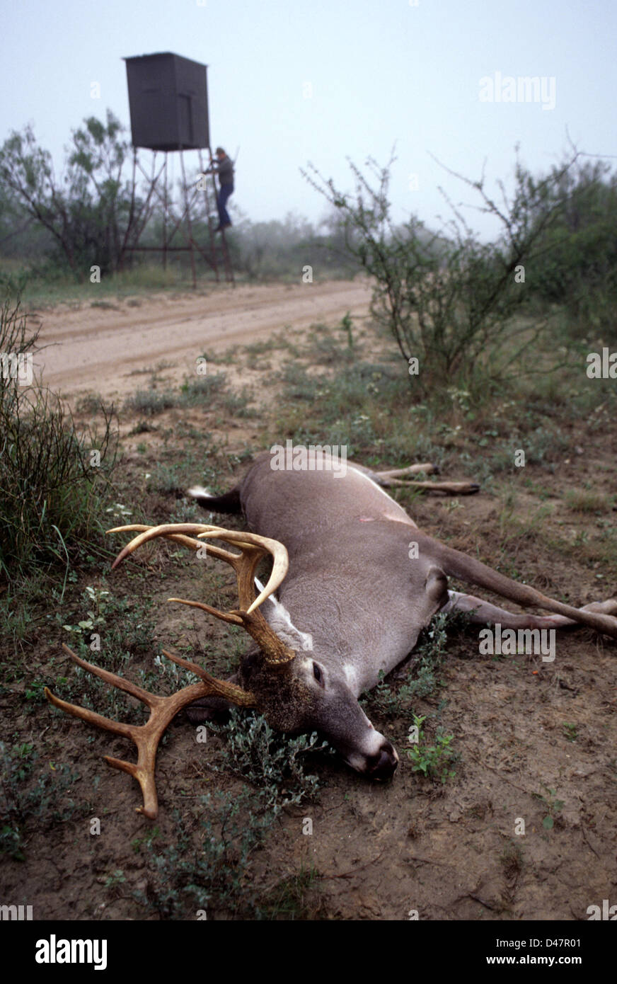 Hunter climbing down from his blind to admire a whitetail buck deer ...