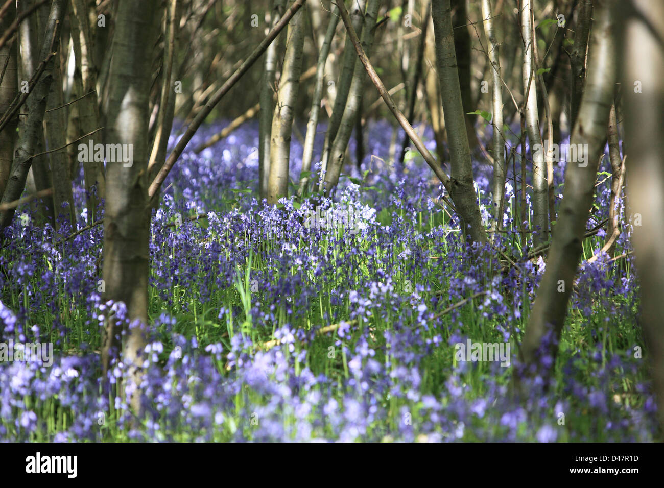 Kent forestry commission wood hi-res stock photography and images - Alamy