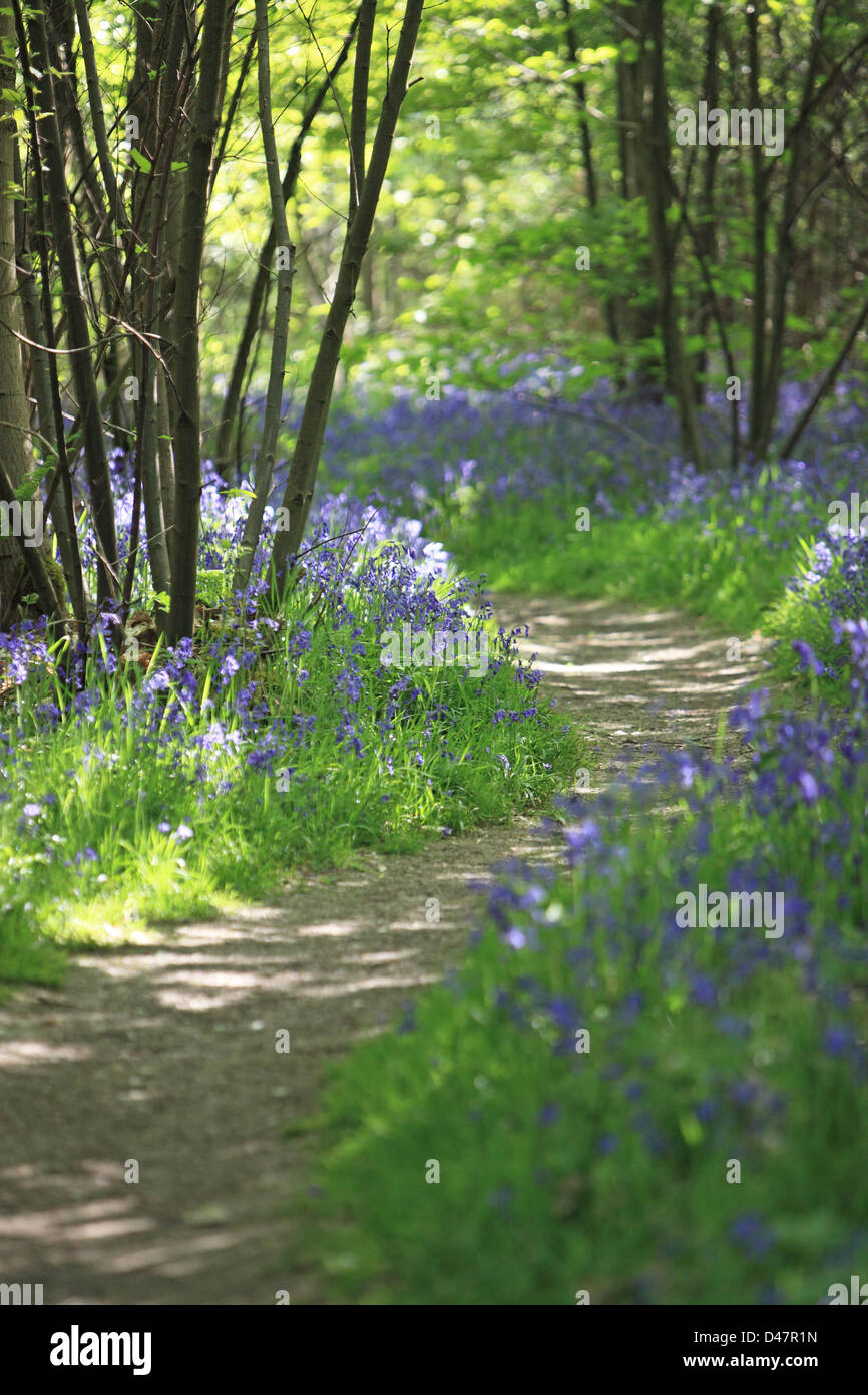 Bluebells in the spring in King's Wood (Forestry Commission), in ...