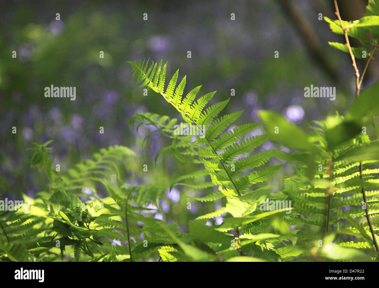 Spring ferns in england hi-res stock photography and images - Alamy