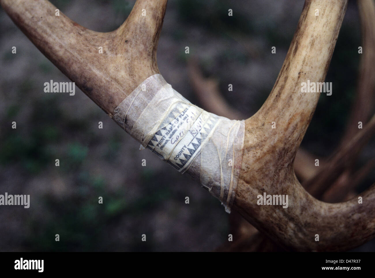 Whitetail buck deer (Odocoileus virginianus) with hunting license tag ...