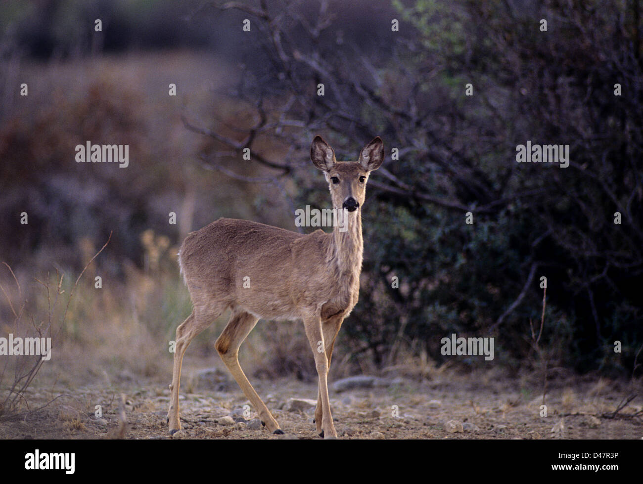Starving deer hi-res stock photography and images - Alamy
