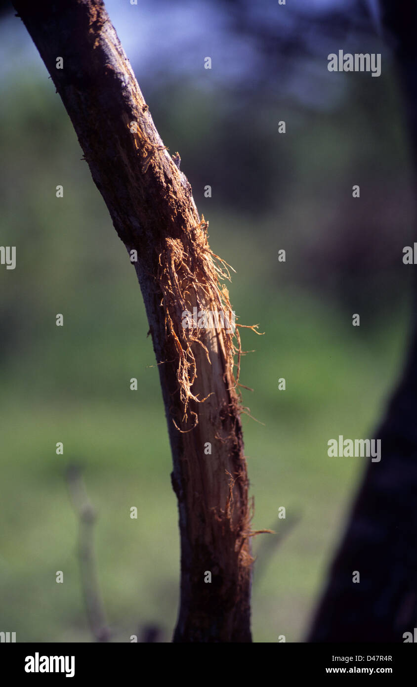 Deer antlers tree rub hi-res stock photography and images - Alamy